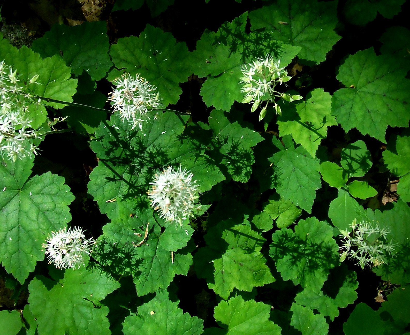 Where and What is Plummer’s Hollow? – Plummer's Hollow, Pennsylvania